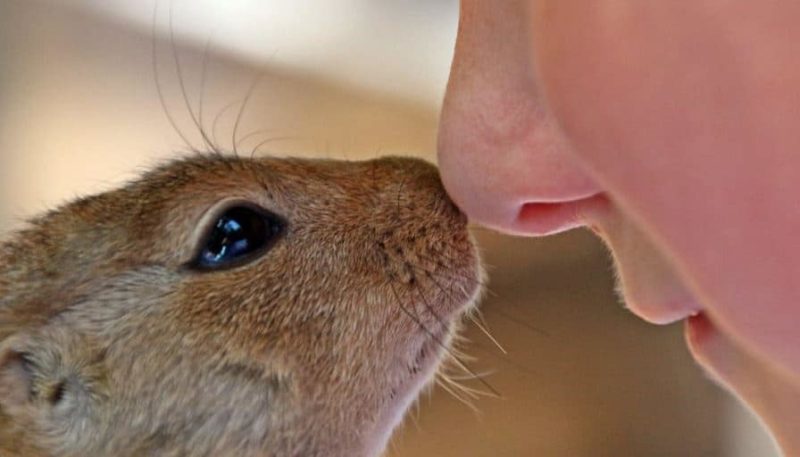 Squirrel Baby Season is Twice a Year! Keep them Out of Your Home!