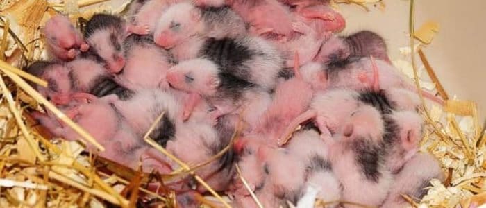 Mice In the House – How They Got In and How to Get Rid Of Them