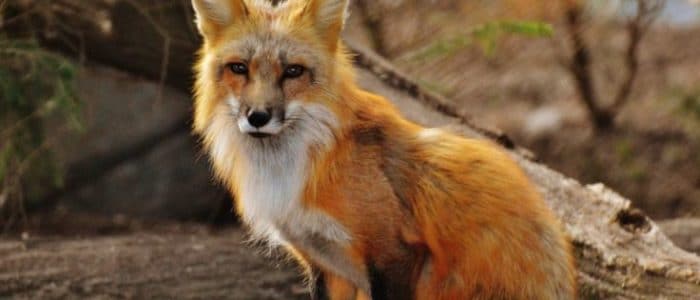 5 Simple Ways to Keep Wildlife Away From Your Property