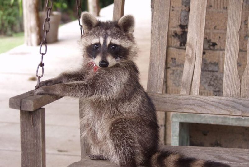 It's in Your Attic and it's Likely a Squirrel or Raccoon - Halton ...